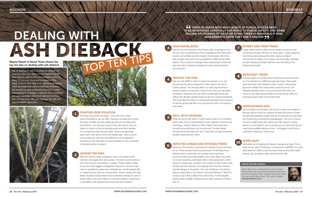 10 Top Tips To Combat Ash Dieback | About Trees Ltd | Kent