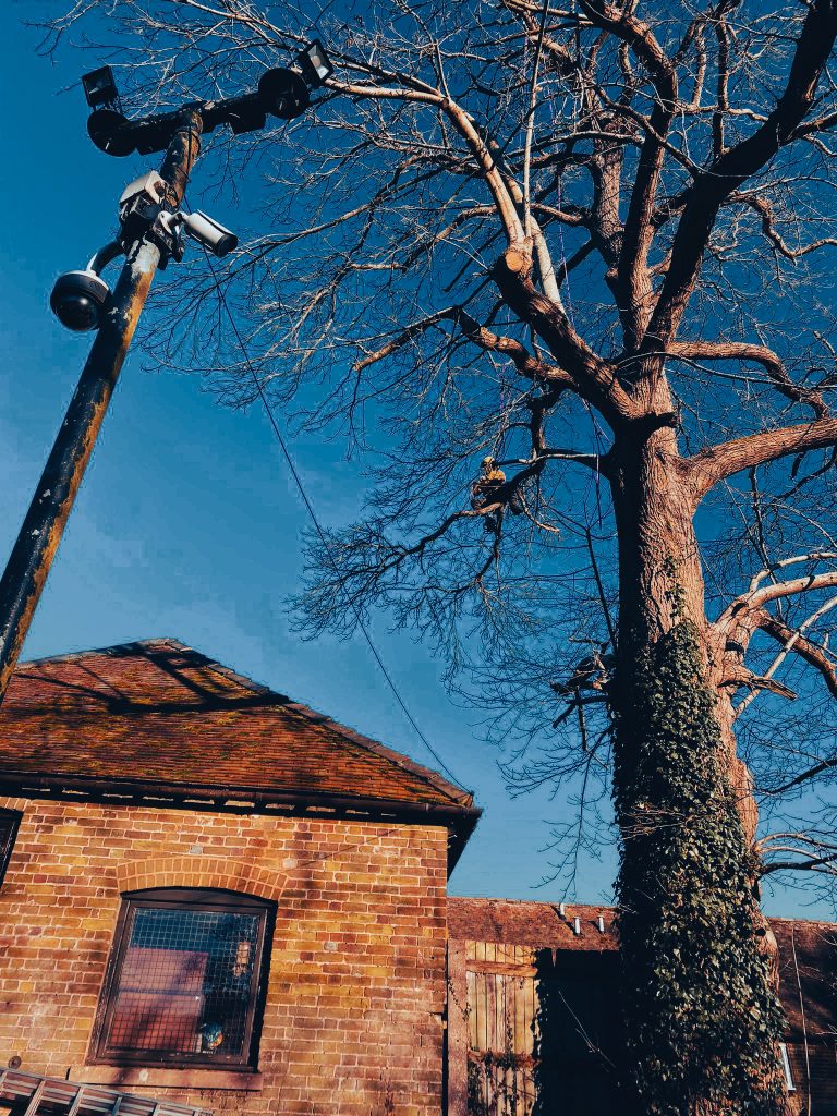 Tree Pruning In A Conservation Area | About Trees Ltd | Kent