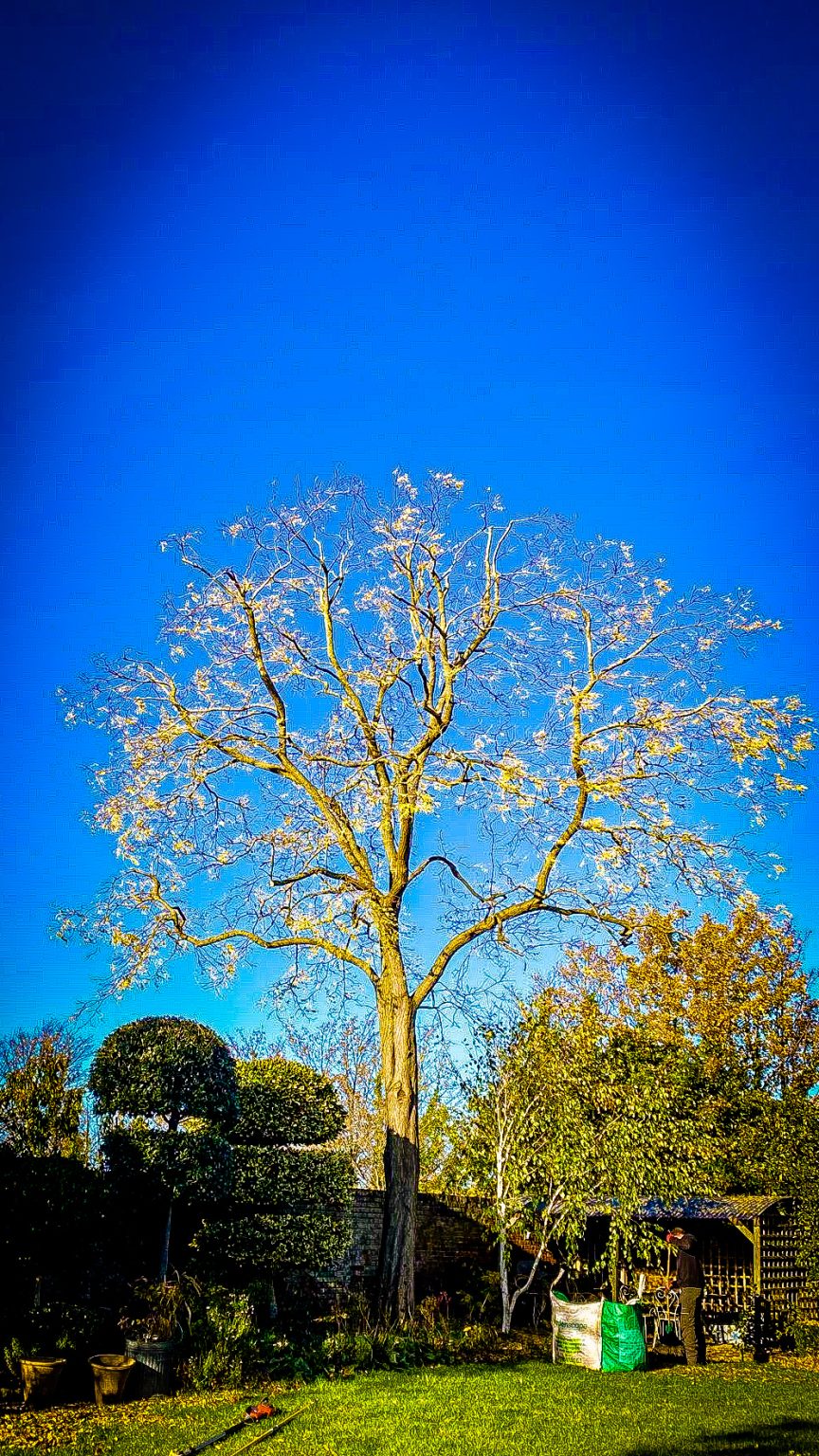 Sustainable Tree Management In Faversham | About Trees | Kent