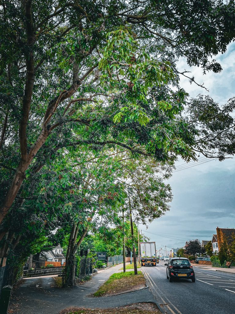 Case Study No. 12 Lots of TPO trees to deal with at a site in Essex ...