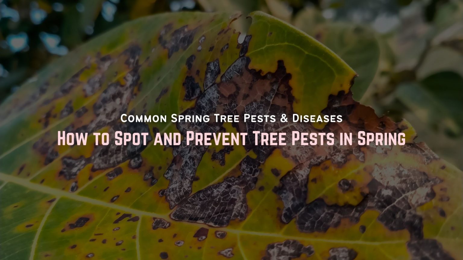 Common Spring Tree Pests & Diseases - About Trees Ltd - Kent Tree Surgeon