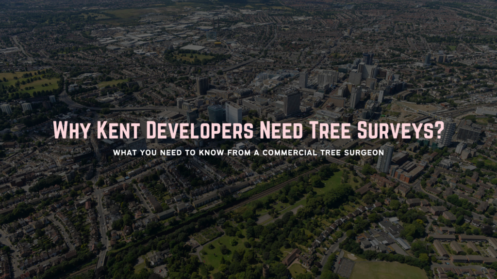 Tree Surveys for Developers in Kent | About Trees - Tree Surgeon